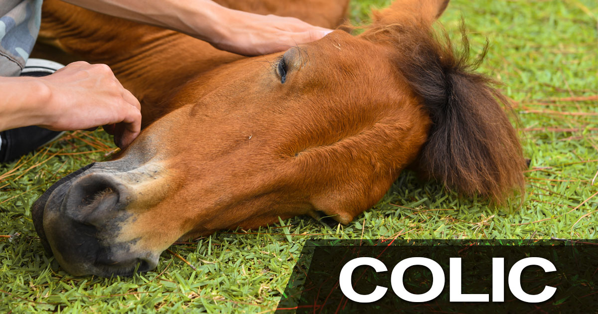 Colic Help for Horses
